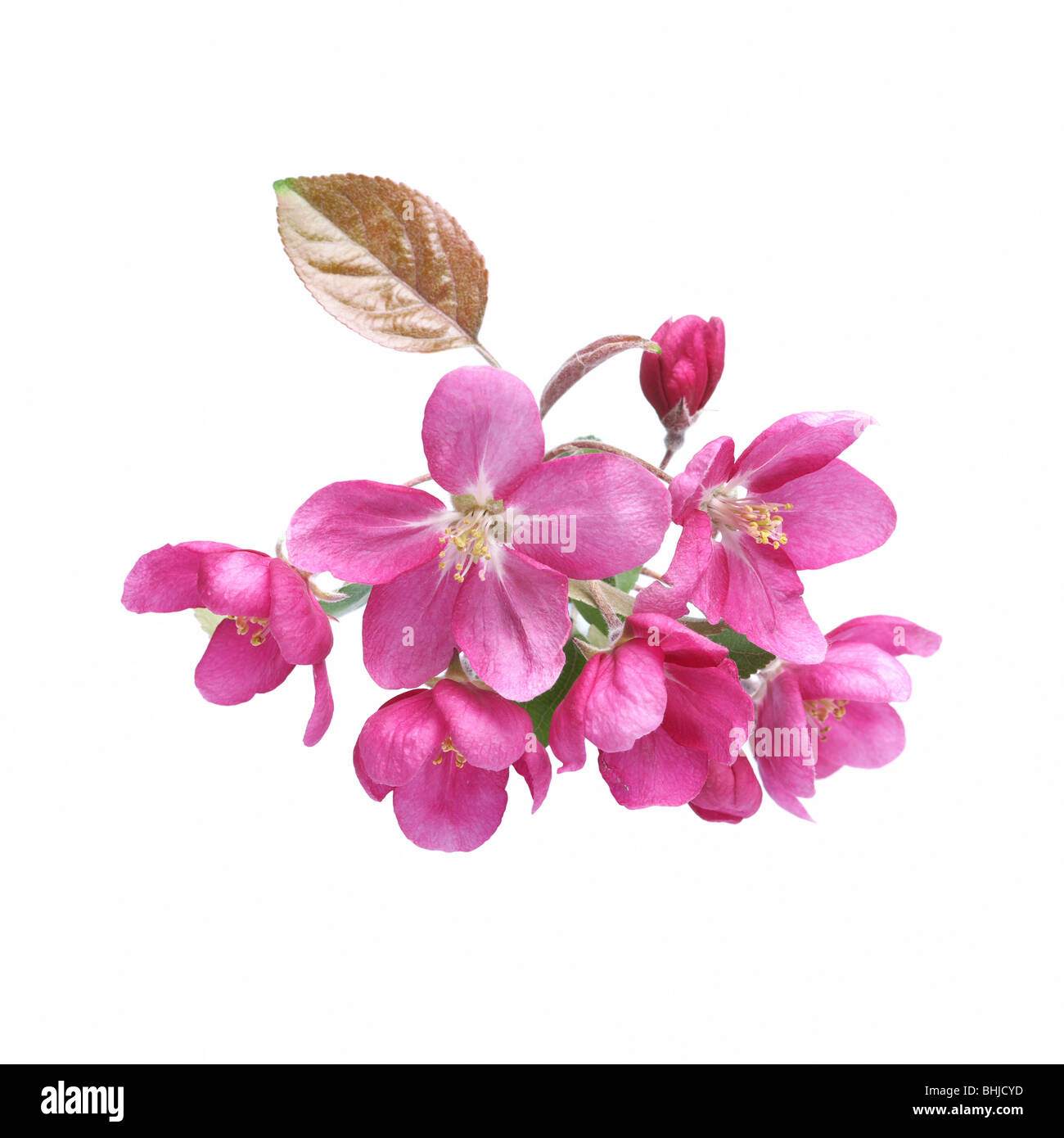 Red apple flowers isolated on white background Stock Photo - Alamy