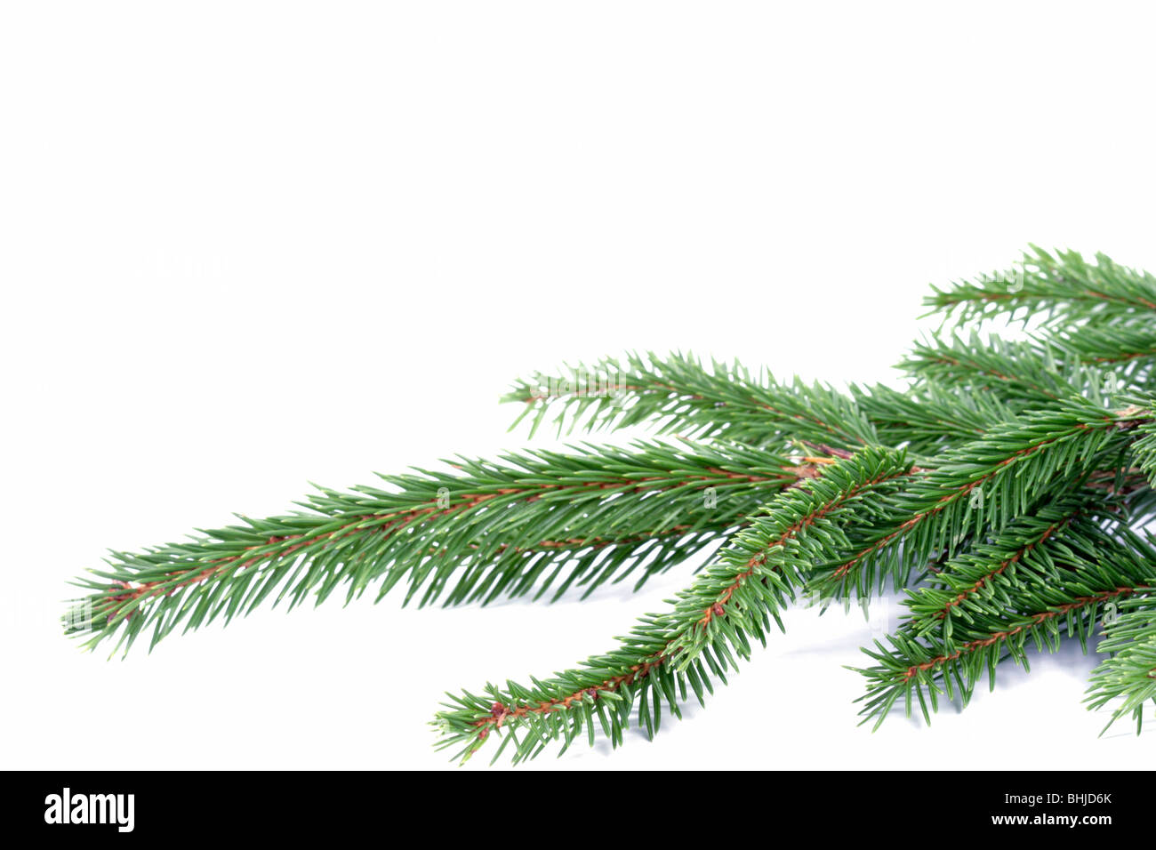 Composition from spruce twigs on the white background Stock Photo - Alamy