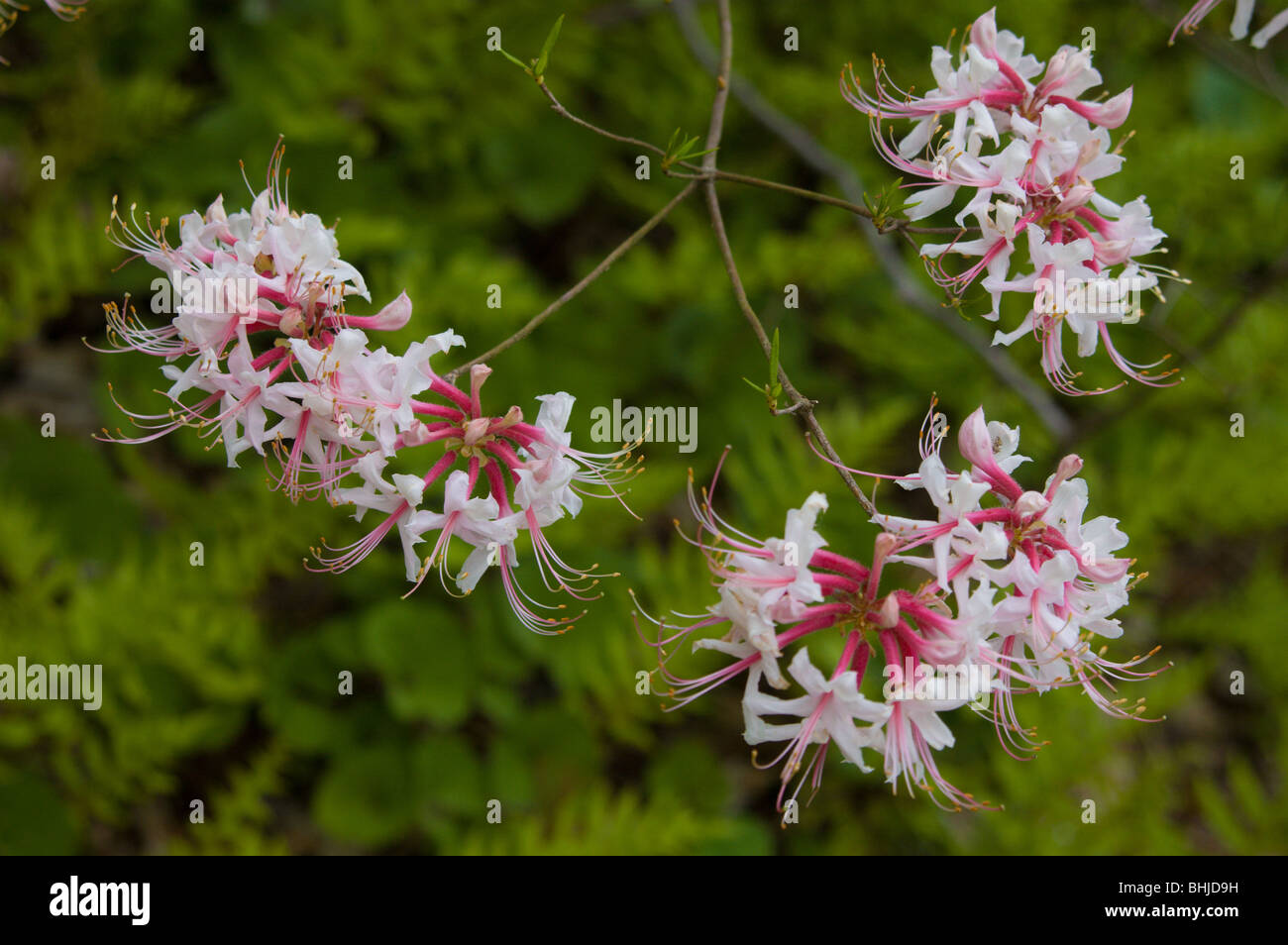 Pink, white and red Azalea blossoms in spring Stock Photo - Alamy