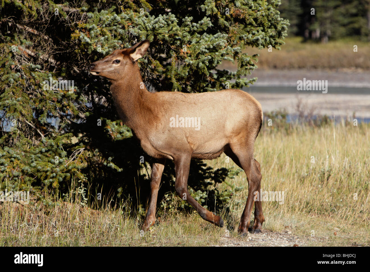 Juvenile Elk High Resolution Stock Photography and Images - Alamy