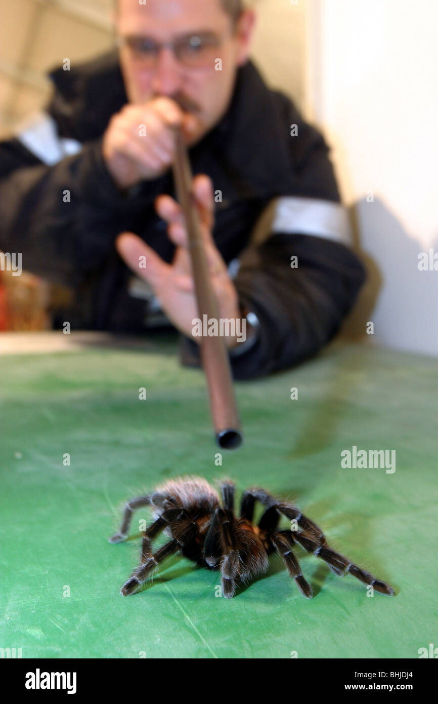 Trap Door Spider Stock Photos & Trap Door Spider Stock Images - Alamy