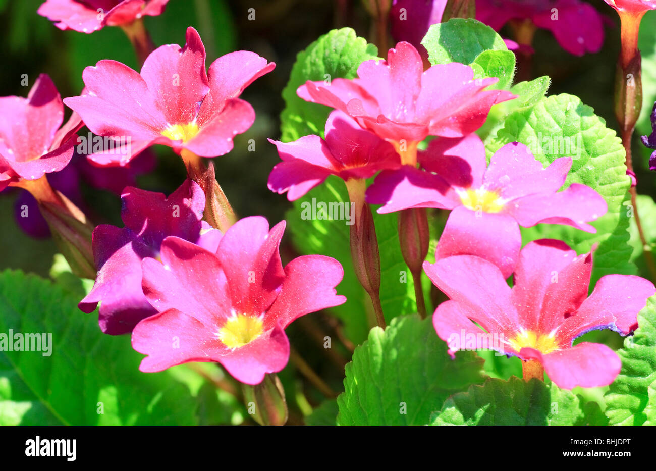 Plants of primula with flowers (spring background Stock Photo - Alamy