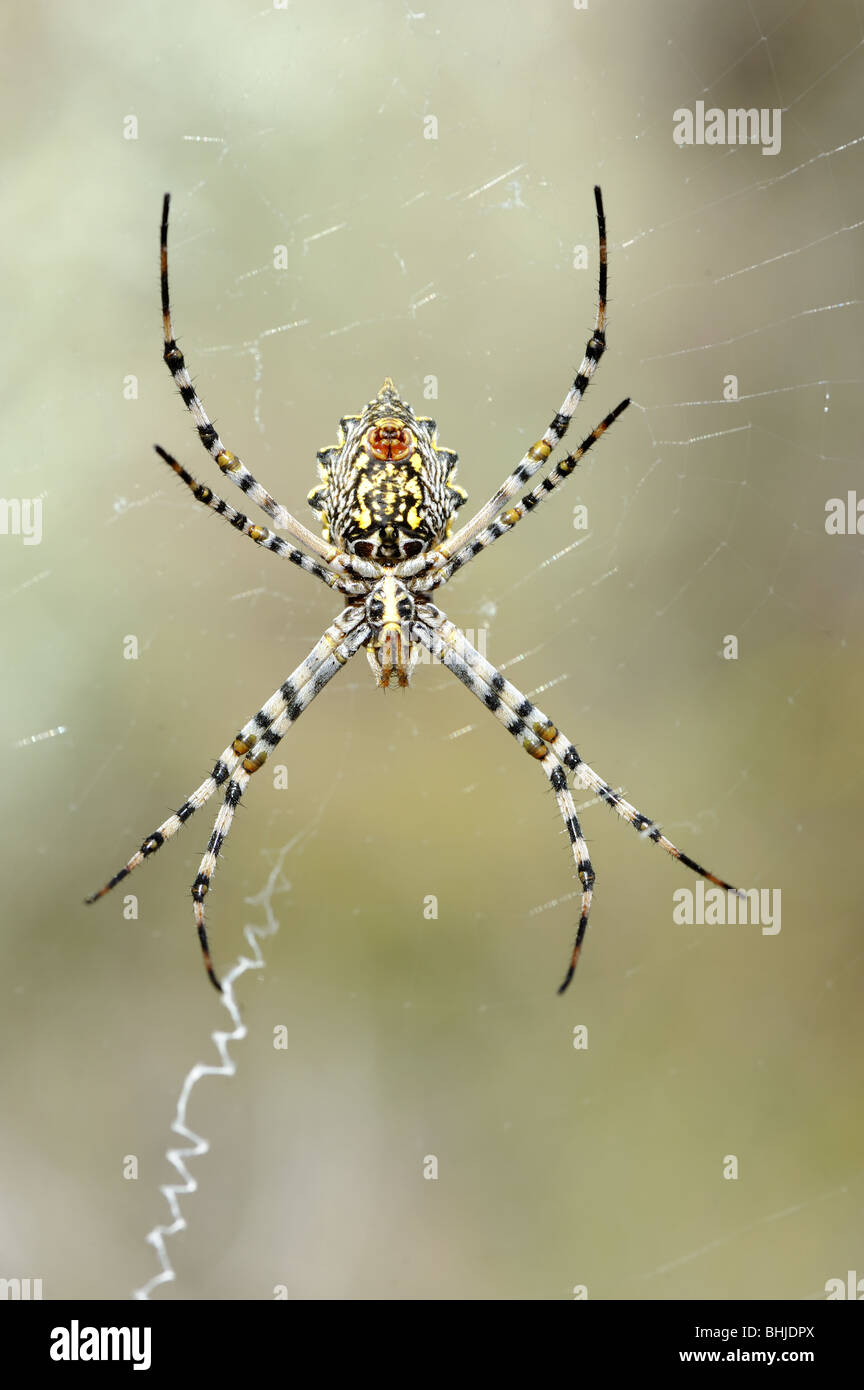 Female Garden Orb-Web Spider Stock Photo - Alamy