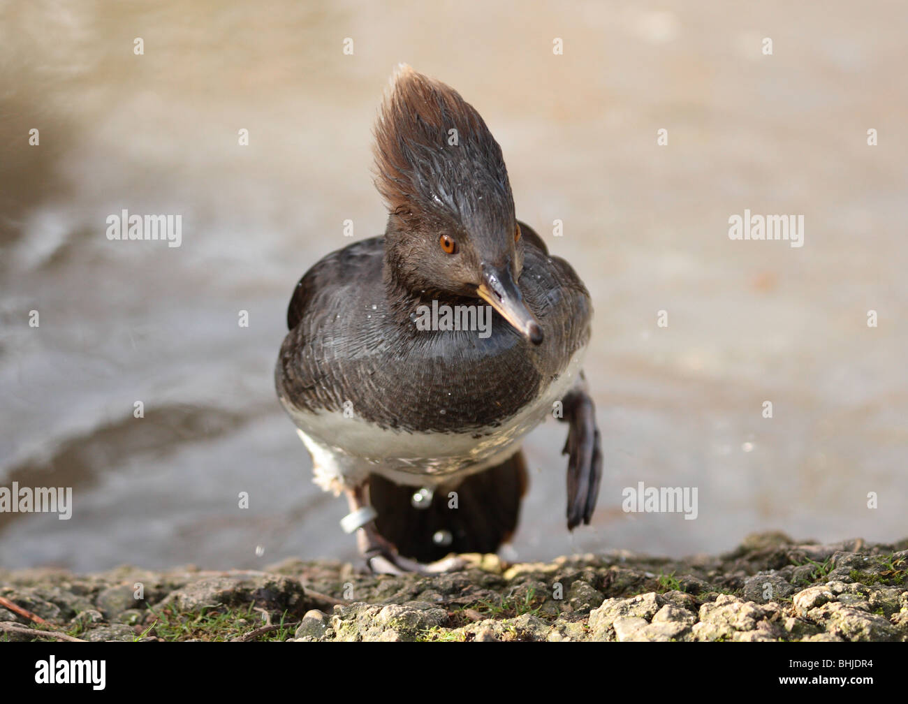 spiked hair, duck, jedwood lookalike Stock Photo - Alamy