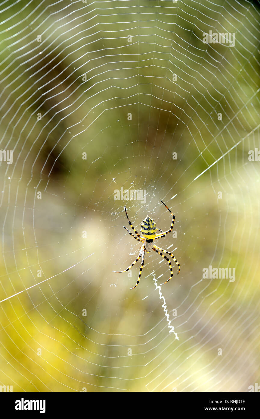 Female Garden Orb-Web Spider Stock Photo - Alamy