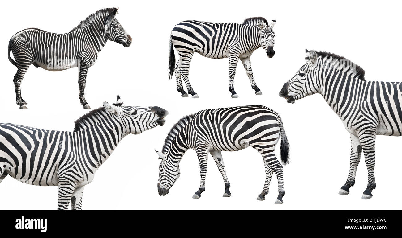 Posing zebra hi-res stock photography and images - Alamy