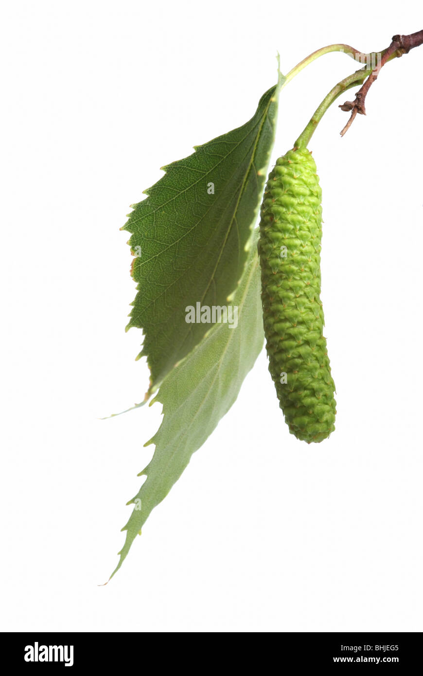Birch catkin with leaf, isolated on white background Stock Photo - Alamy