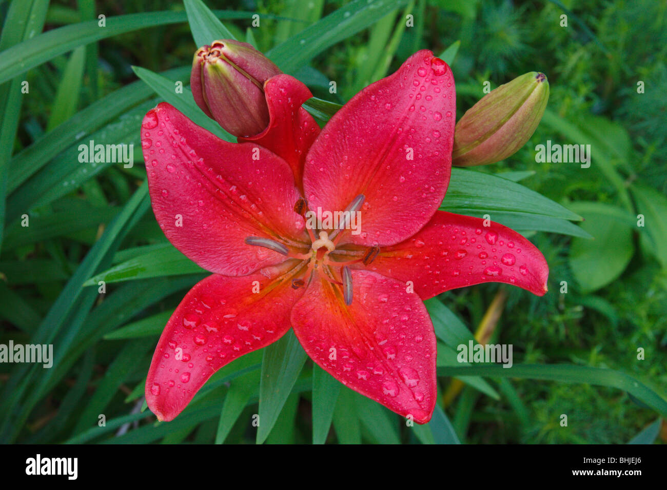 Red Asiatic lily and buds in a North Carolina garden Stock Photo - Alamy