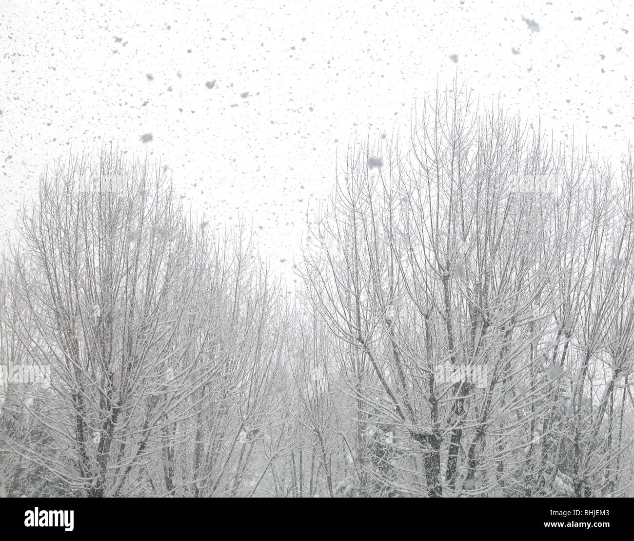 snow falling in flakes, fall as snow, and branches in background Stock ...