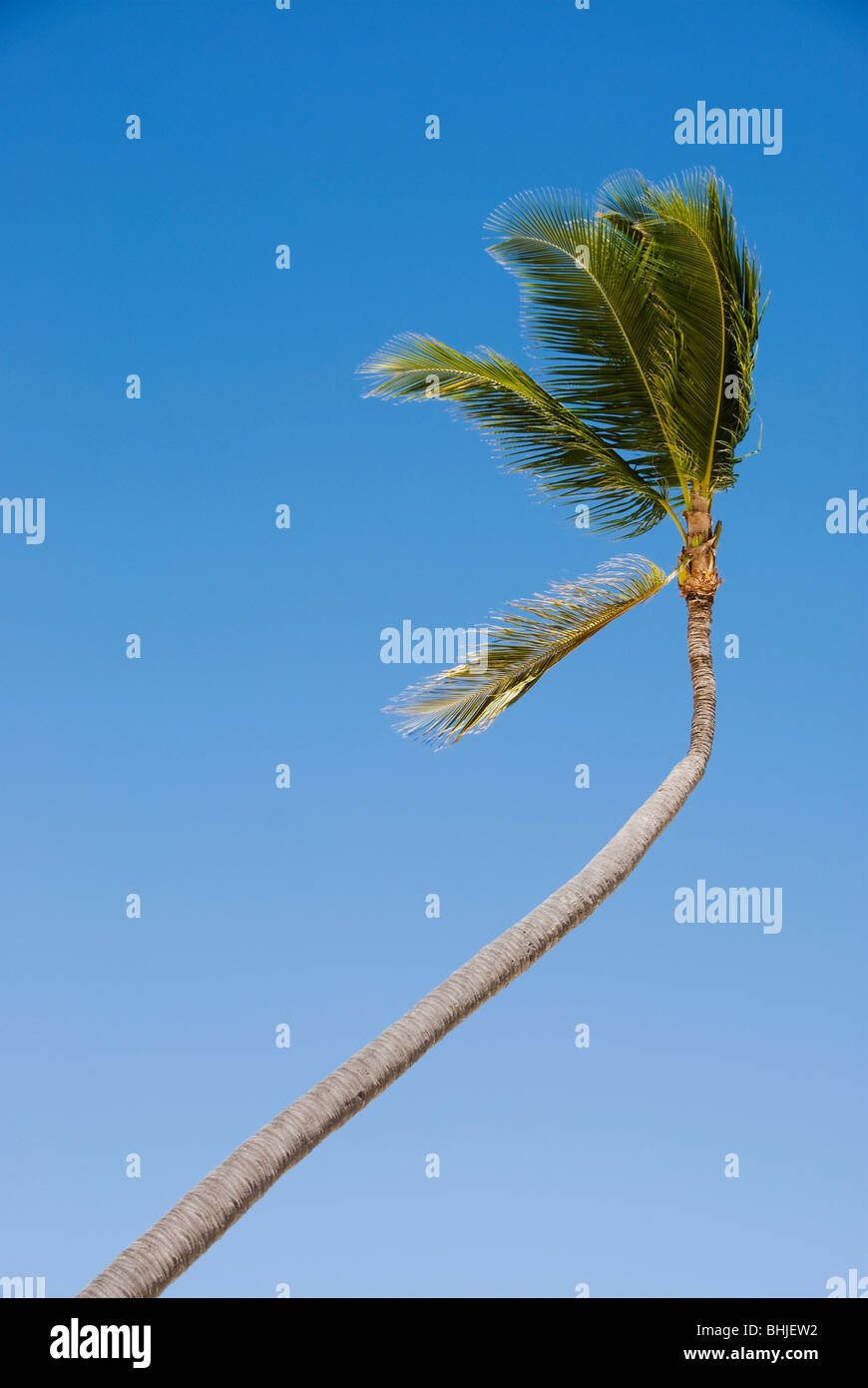 Close-up palm tree Stock Photo - Alamy