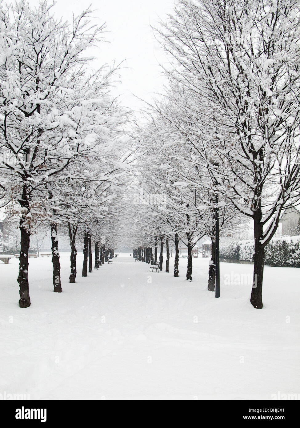 snowy alleyway with covered snow trees in a park Stock Photo - Alamy