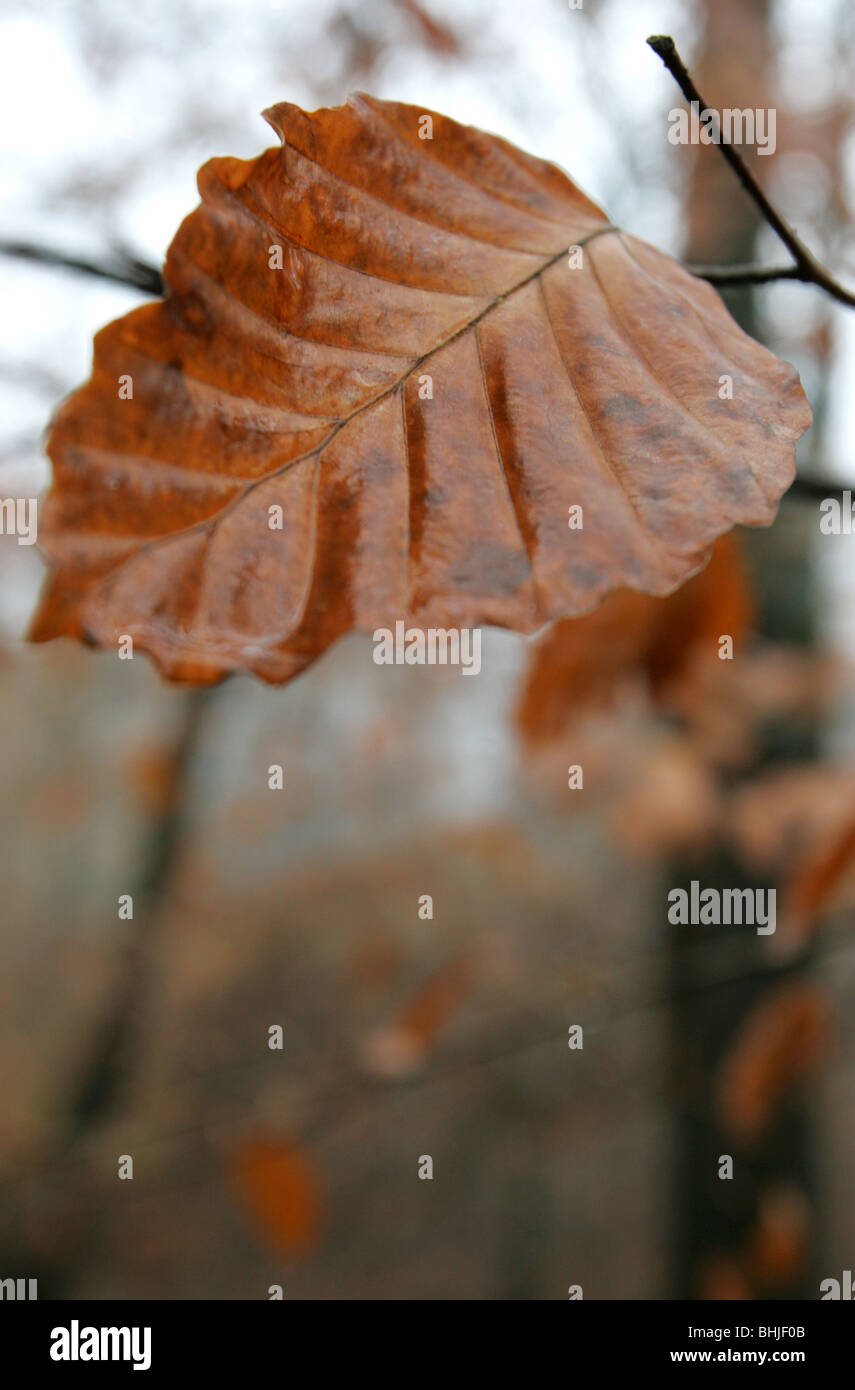 Detail of a brown autumn leaf Stock Photo - Alamy