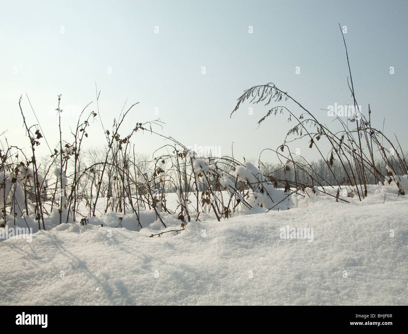 Dry grass covered by snow Stock Photo - Alamy