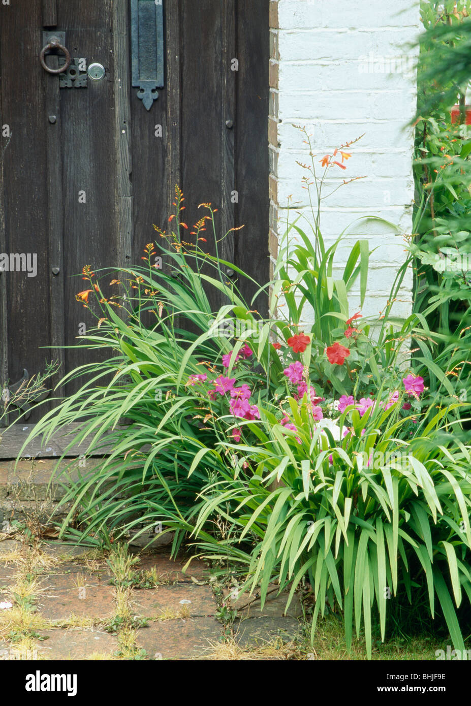 Details perennials summer crocosmia hi-res stock photography and images ...