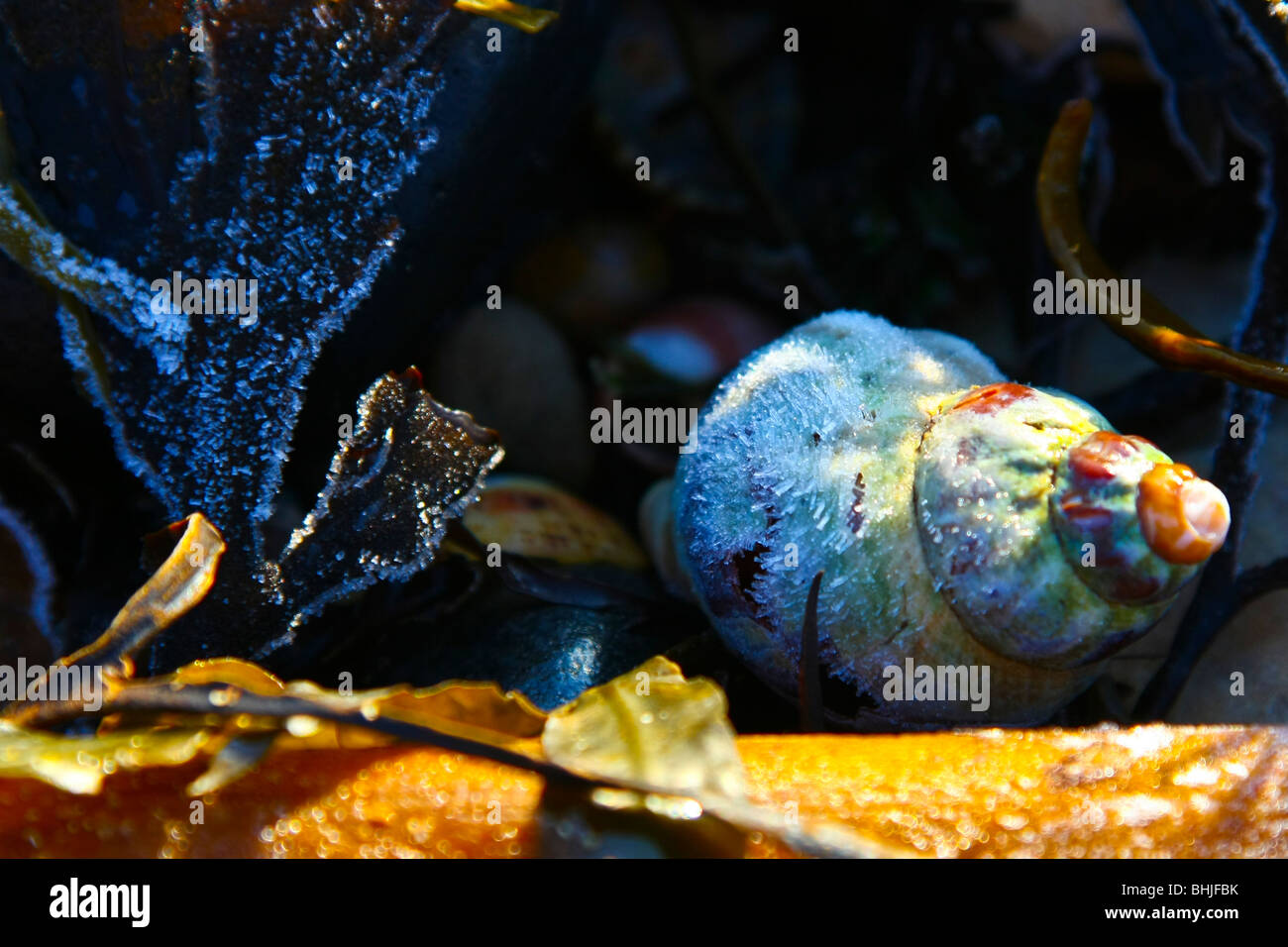 Frost covered shell and seaweed, Fife, Scotland Stock Photo - Alamy