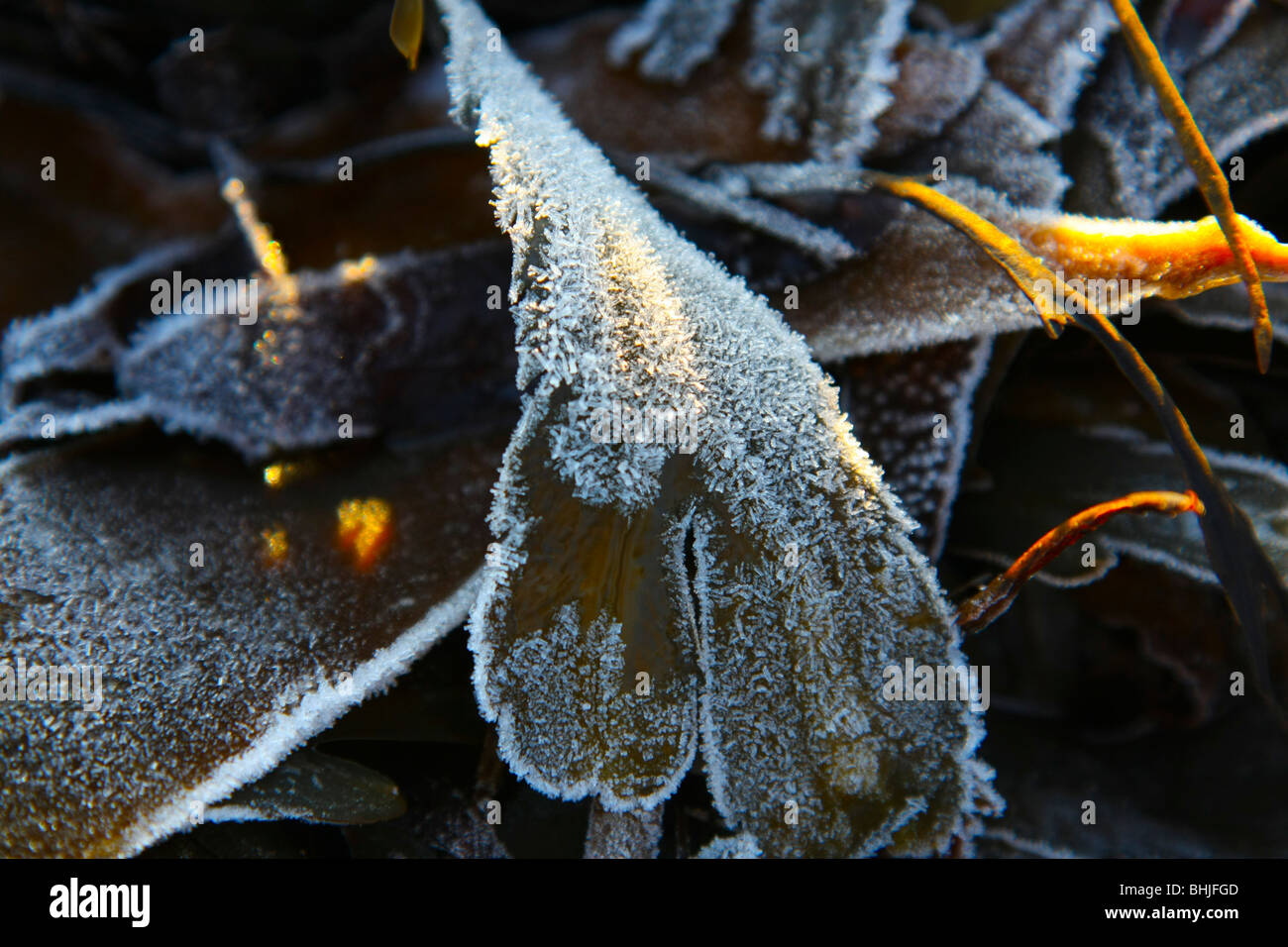 Seaweed frost hi-res stock photography and images - Alamy