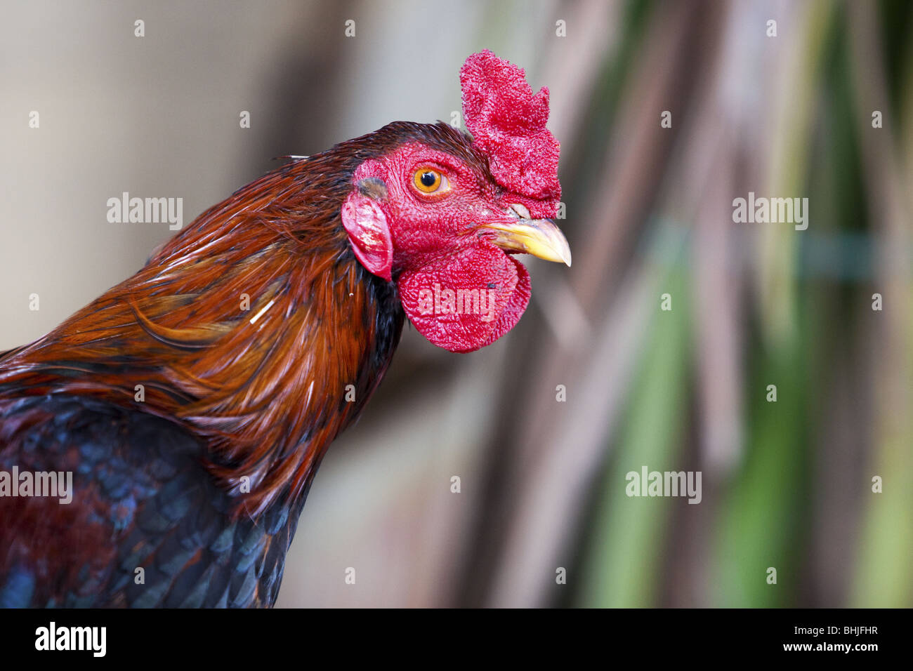 Indian Cockerel head shot Stock Photo - Alamy