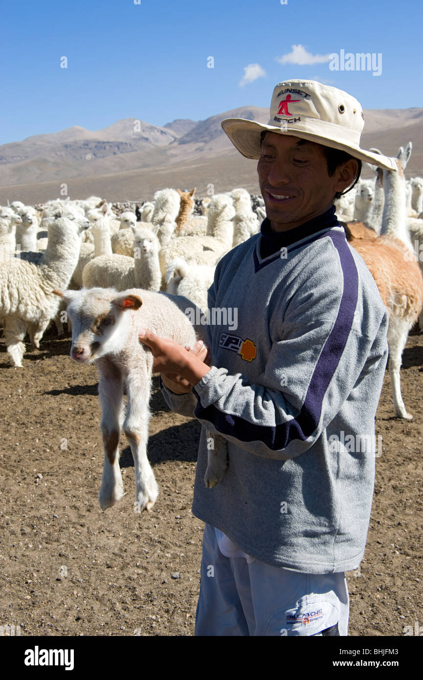 Baby alpaca peru hi-res stock photography and images - Alamy