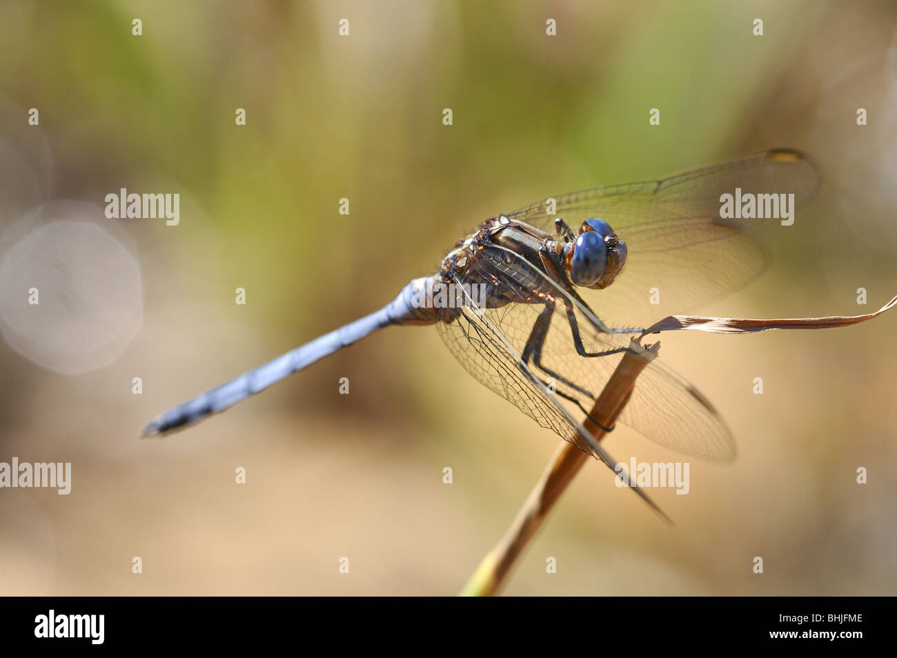 South Africa Dragonfly Stock Photos & South Africa Dragonfly Stock ...
