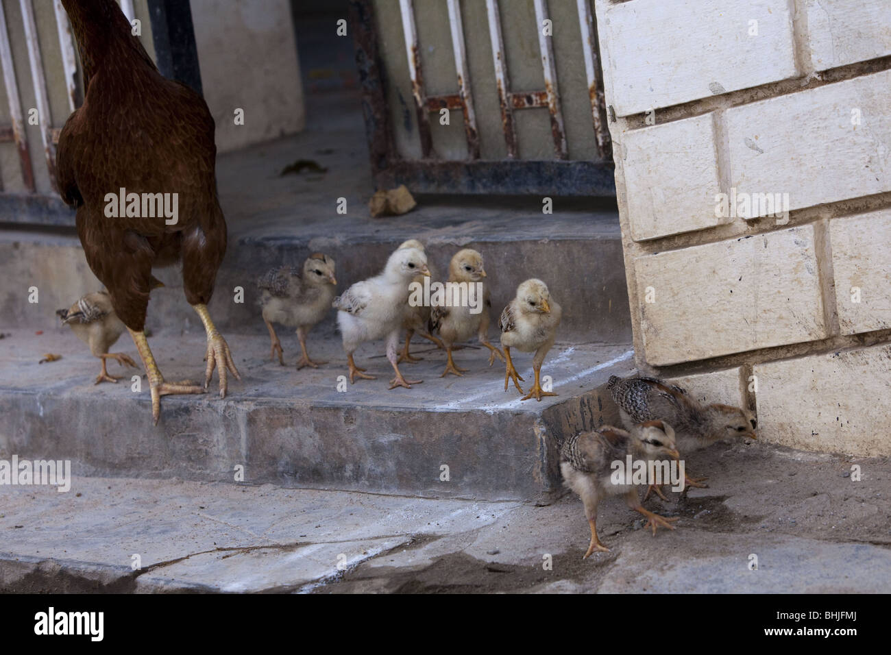 Indian Chicken with chicks Stock Photo - Alamy
