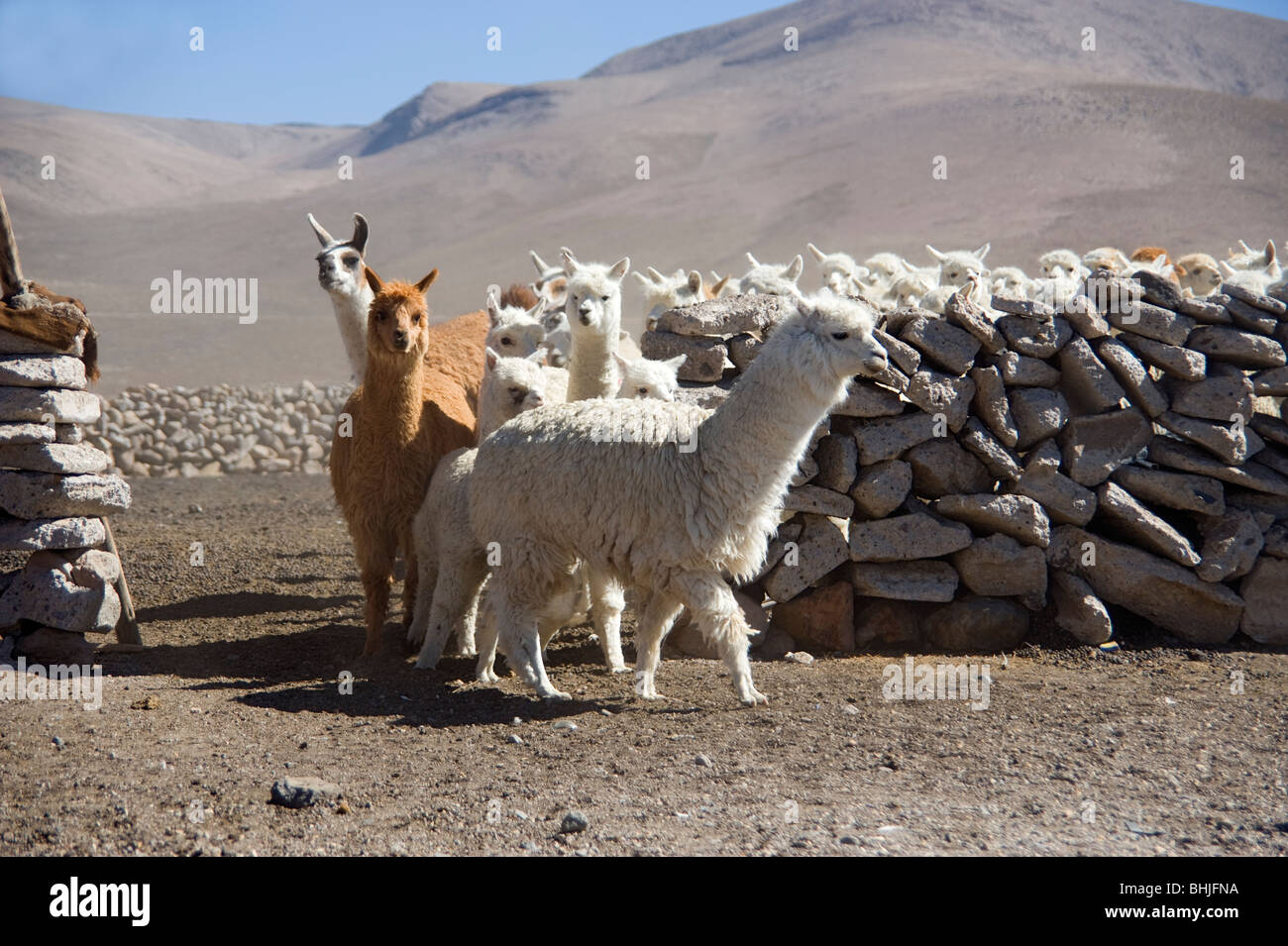 Llamas and alpacas being released from their pen, near Chivay, Peru ...