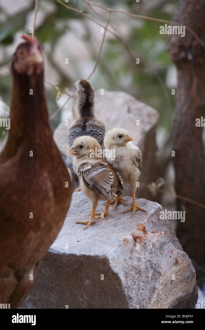 Indian Chicken with chicks Stock Photo - Alamy