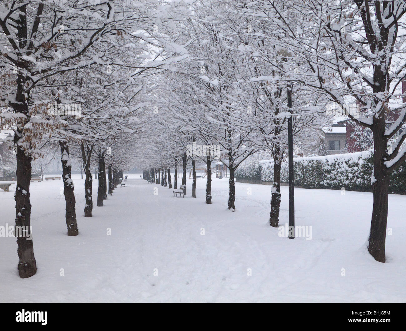 snowy alleyway with covered snow trees in a park Stock Photo - Alamy