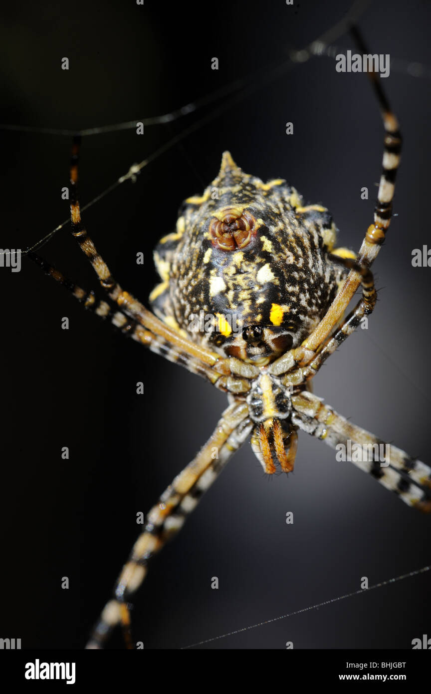 Female Garden Orb-Web Spider Stock Photo - Alamy