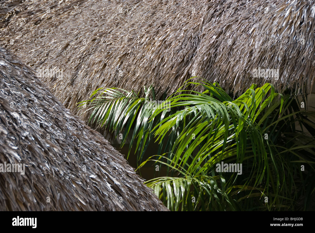 Plant patterns on thatch Stock Photo - Alamy