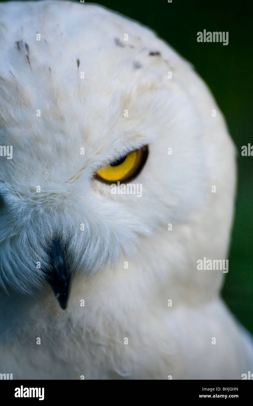 Ojo búho hi-res stock photography and images - Alamy