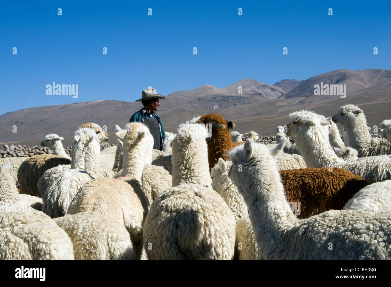 Alpacas And Llamas High Resolution Stock Photography and Images - Alamy