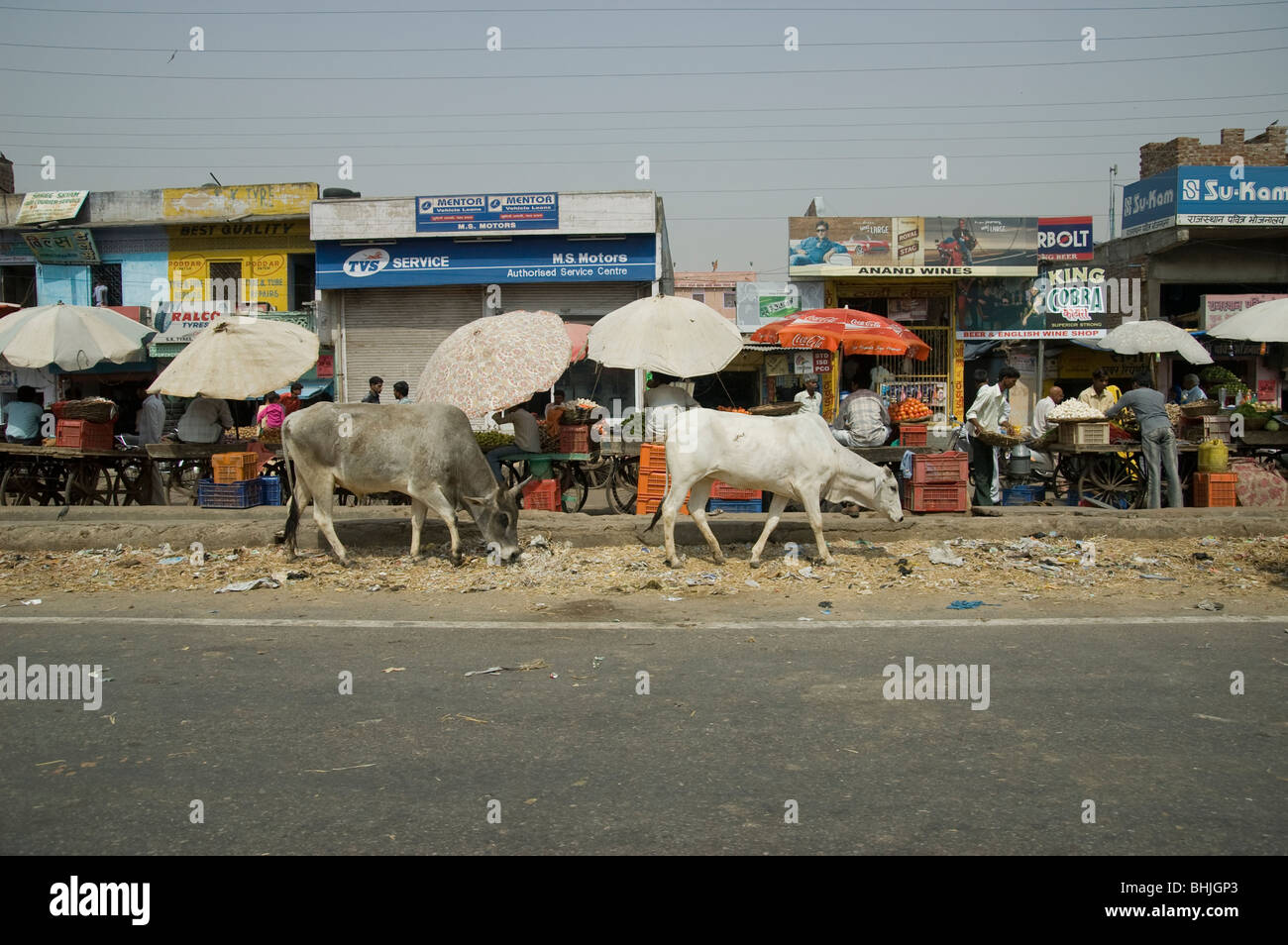 Two cows and stalls along a highway on the outskirts of New Delhi ...