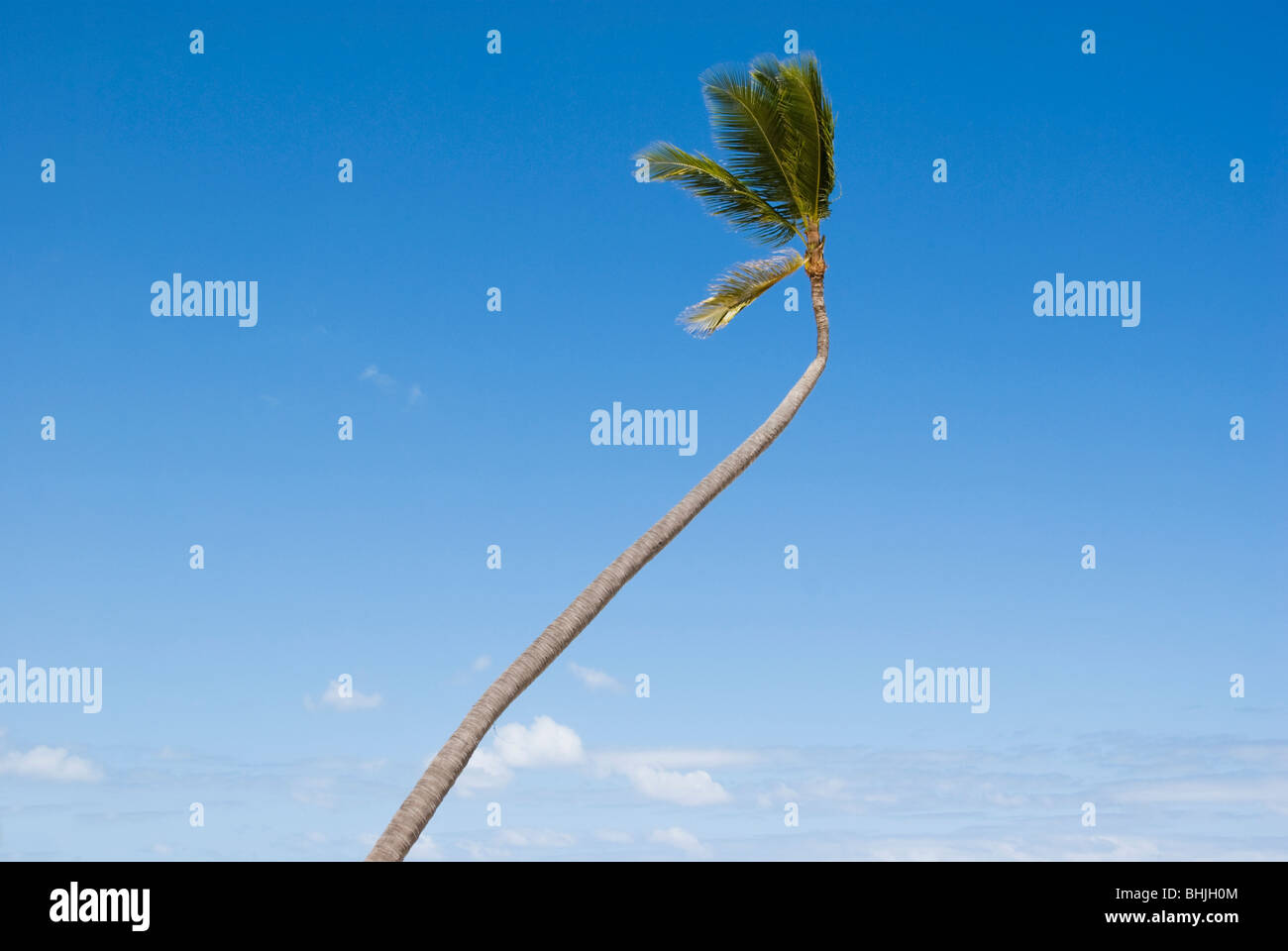 Close-up palm tree Stock Photo - Alamy