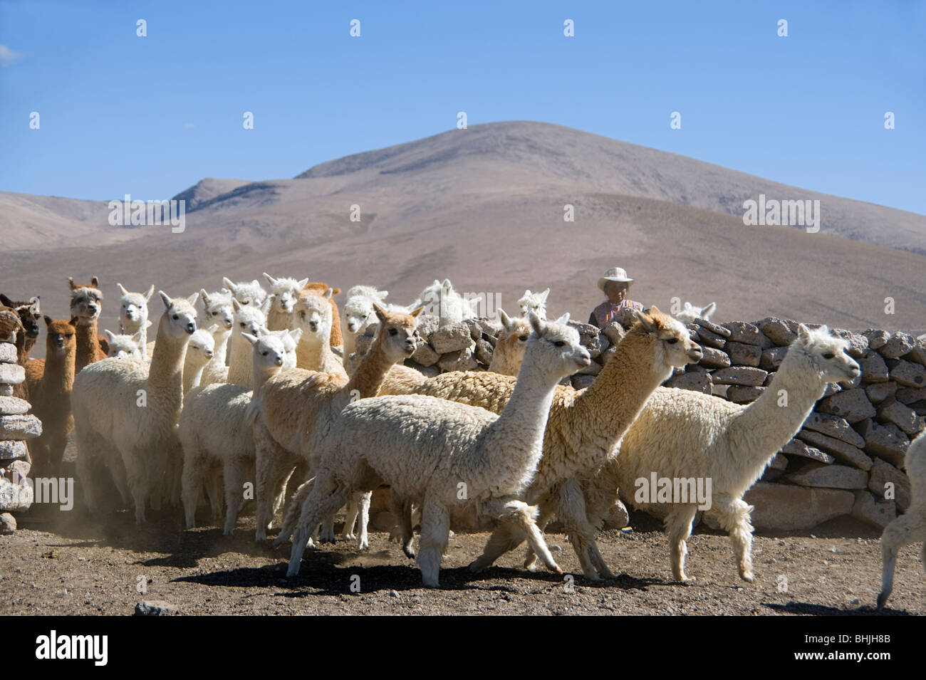 Llamas and alpacas being released from their pen on the Peruvian ...