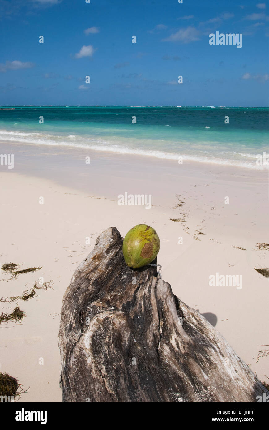 Coconut on rock Stock Photo - Alamy