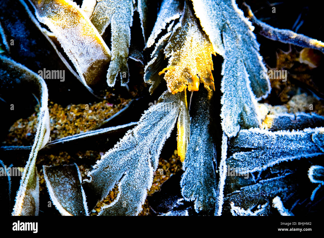 Botanical beach seaweed hi-res stock photography and images - Alamy