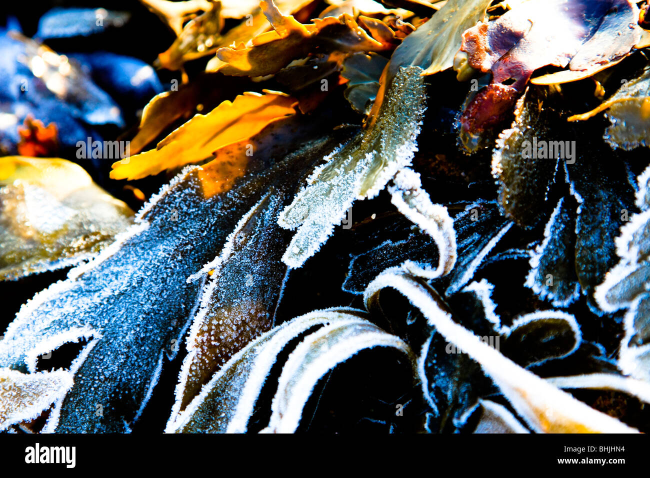 Frost covered seaweed, Fife, Scotland Stock Photo - Alamy
