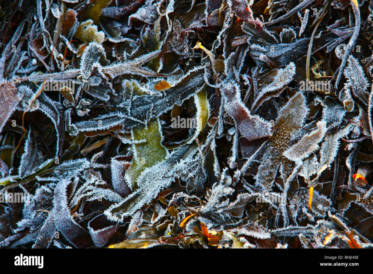 Frost covered seaweed, Fife, Scotland Stock Photo - Alamy