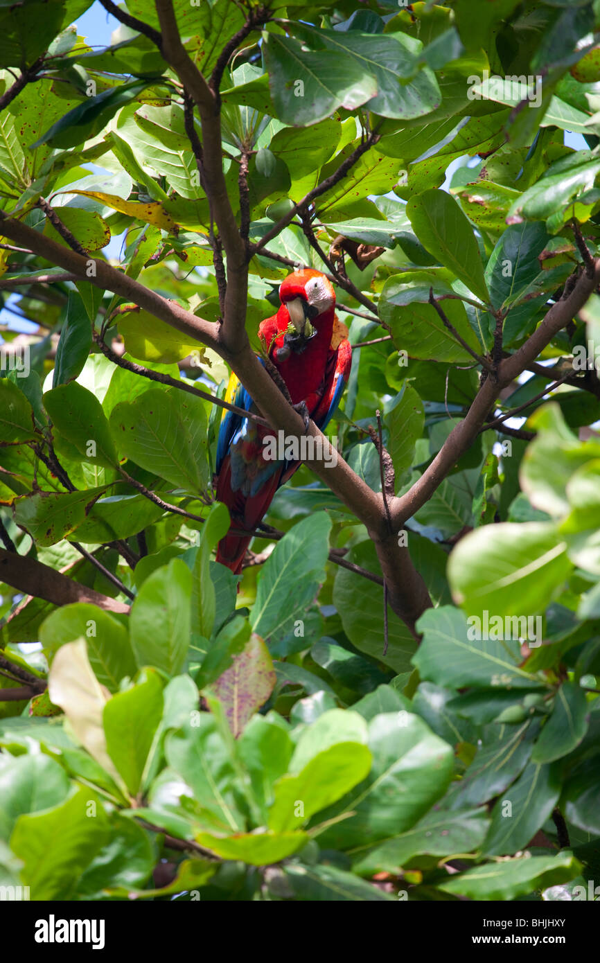 Macau birds hi-res stock photography and images - Alamy