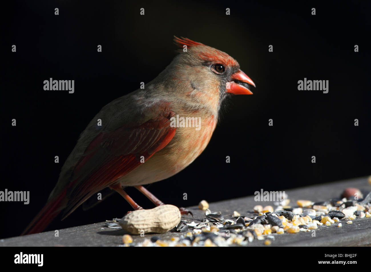 Northern Cardinal, Cardinalis cardinalis, female eating bird seed Stock ...