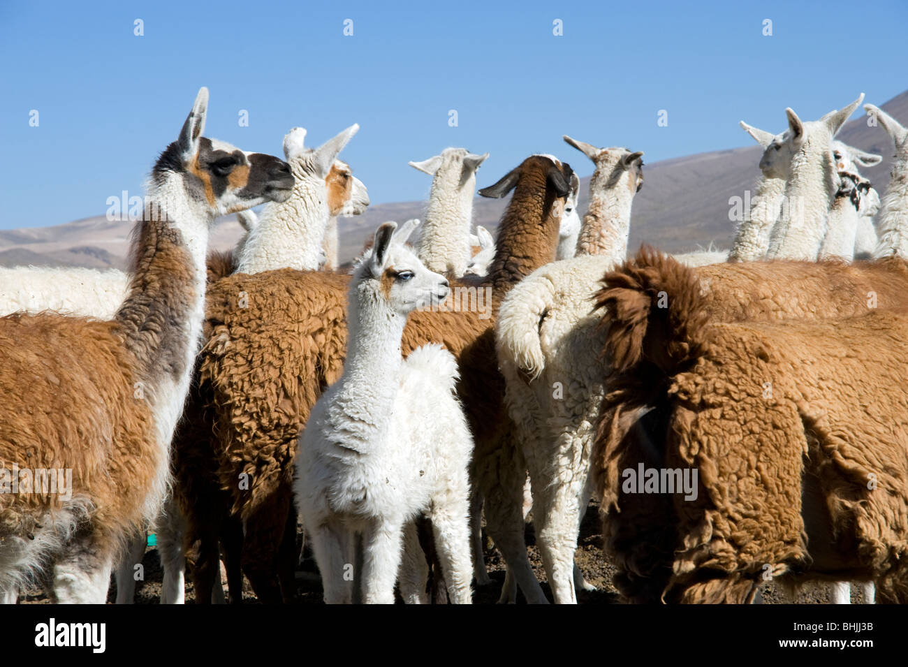 Alpacas llamas on peruvian altiplano hi-res stock photography and ...