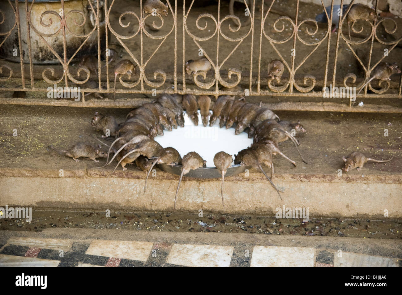 Rats drink milk inside the Karni Mata temple in Deshnoke, India. Rats ...