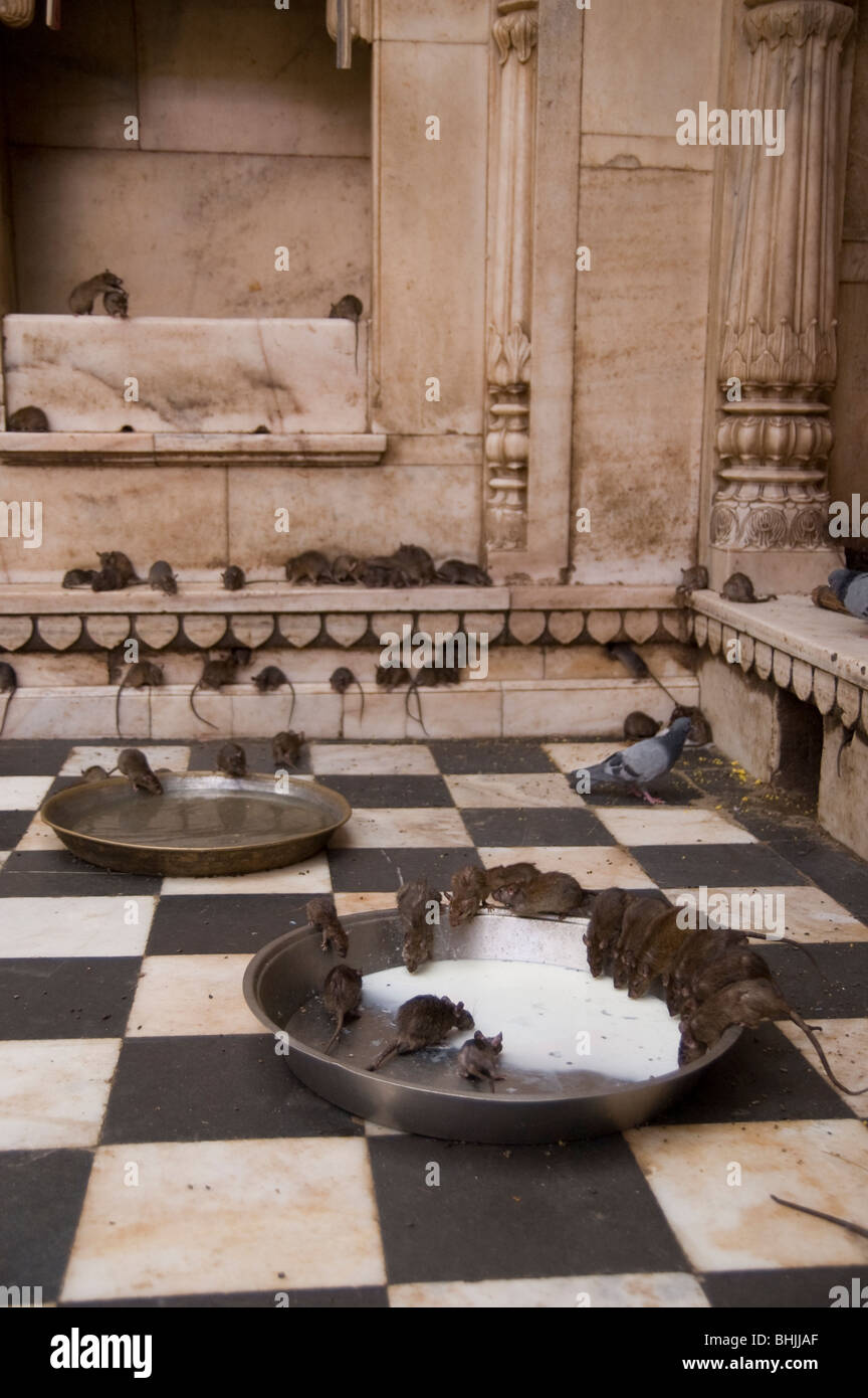 Rats drink milk inside the Karni Mata temple in Deshnoke, India. Rats ...