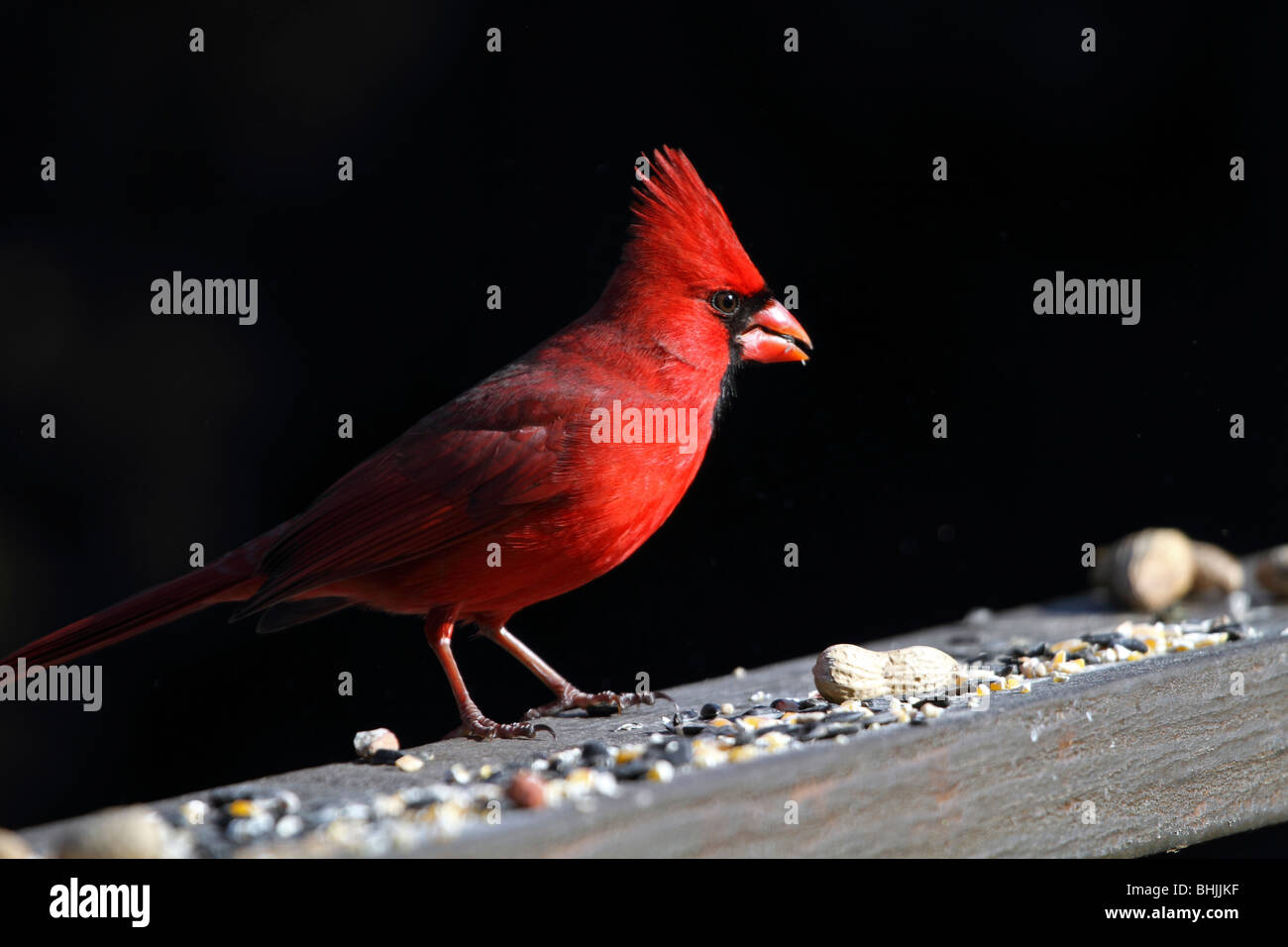 Northern Cardinal, Cardinalis cardinalis, male eating bird seed Stock ...