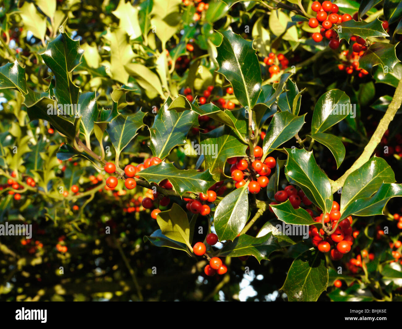 holly tree with berries Stock Photo - Alamy