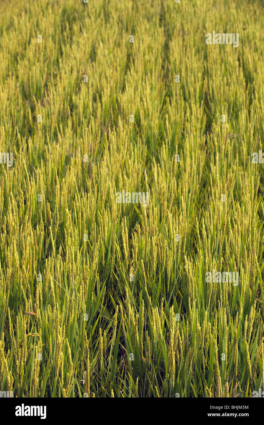 Rice Growing Italy High Resolution Stock Photography and Images - Alamy