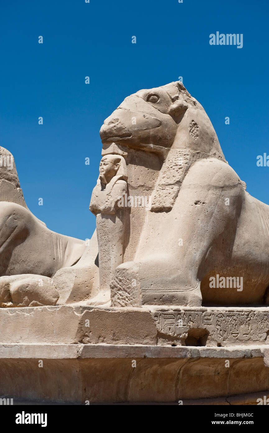 Close up of a Ram Headed Sphinx, The Corridor of Sphinxes, Karnak ...