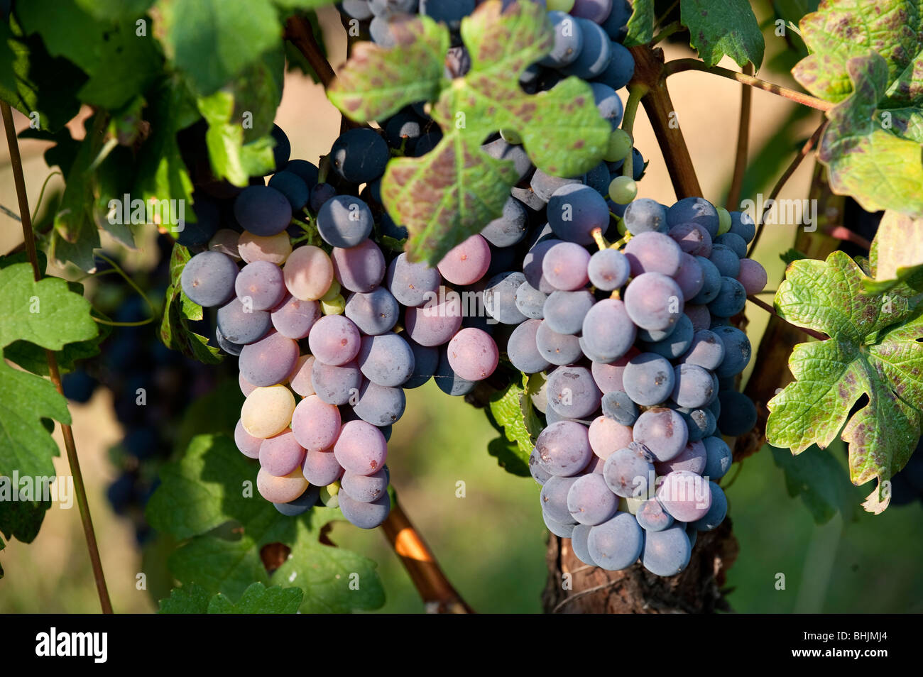 Bunch of red grapes in an Italian Vineyard Stock Photo - Alamy