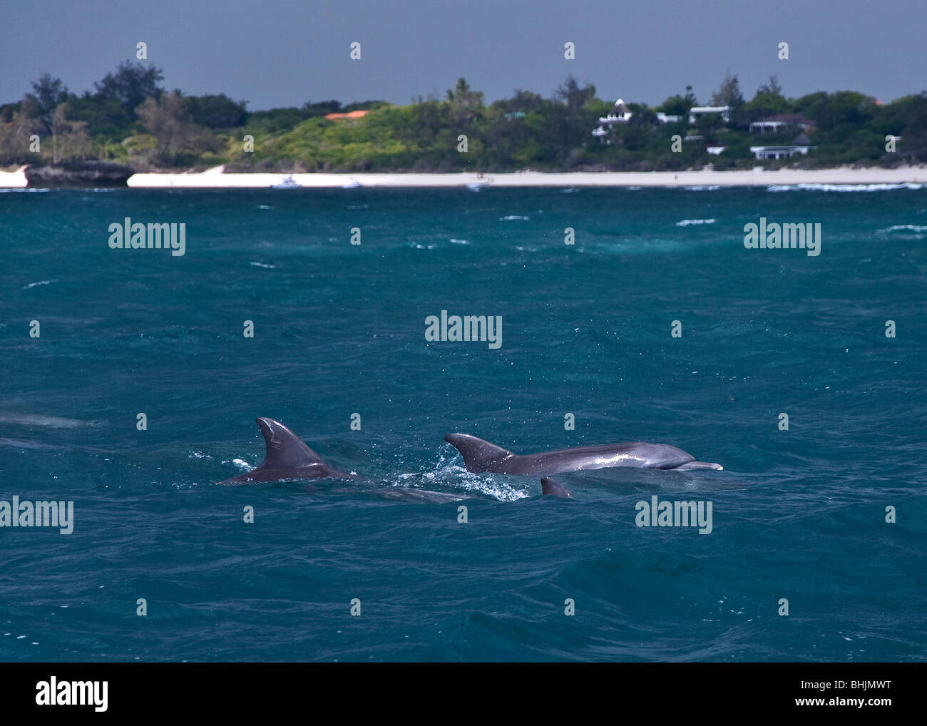 Dolphin sands hi-res stock photography and images - Alamy