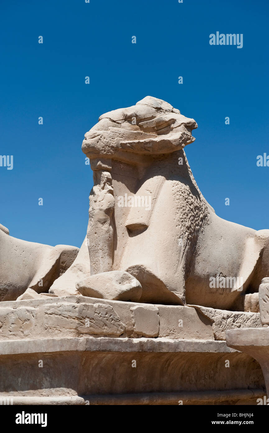 Close up of a Ram Headed Sphinx, The Corridor of Sphinxes, Karnak ...